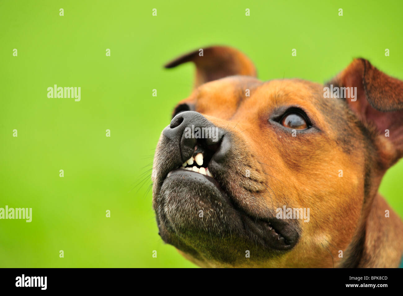 Hare Lip High Resolution Stock Photography and Images - Alamy