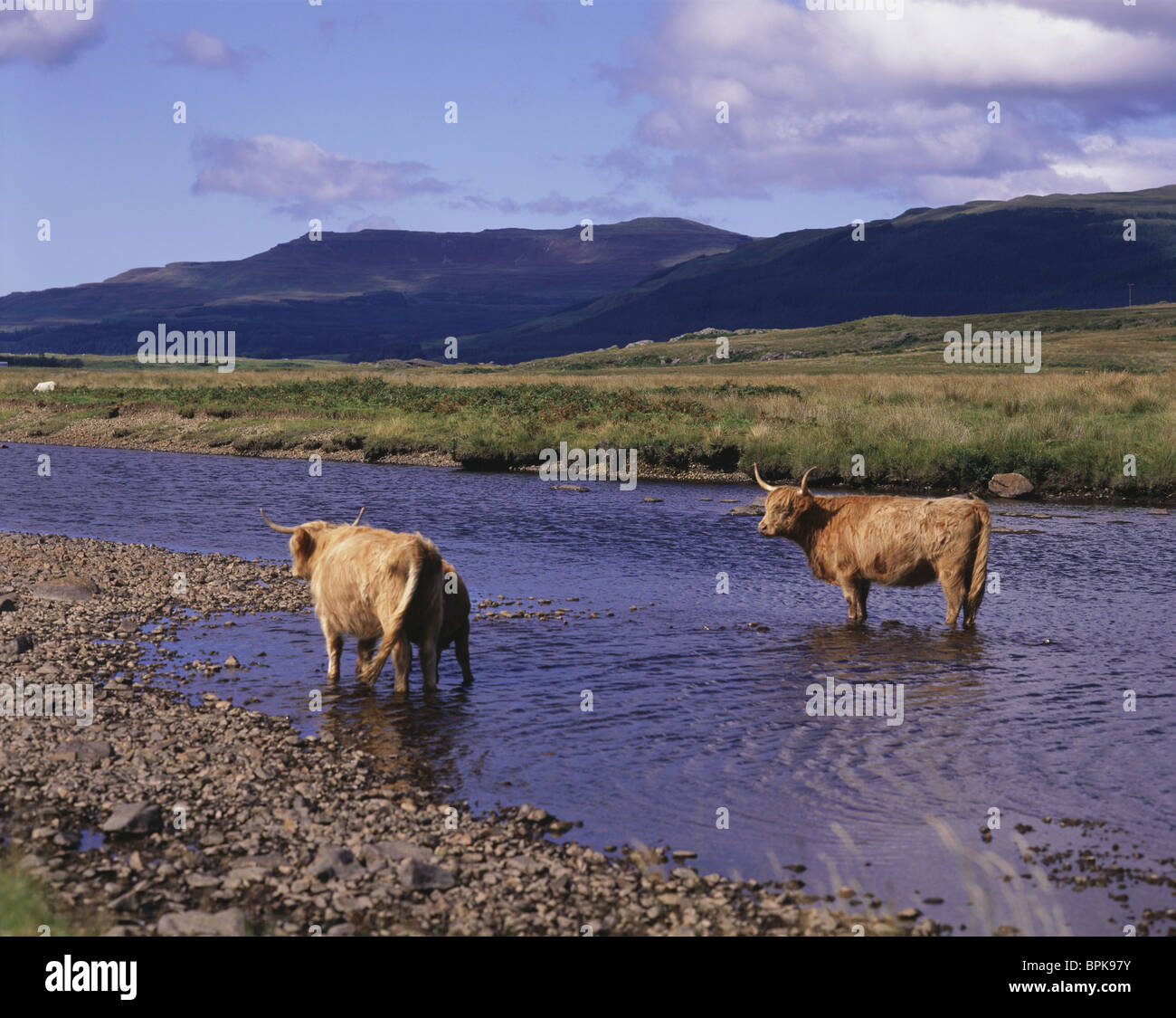 Highland cattle on mull hi-res stock photography and images - Alamy