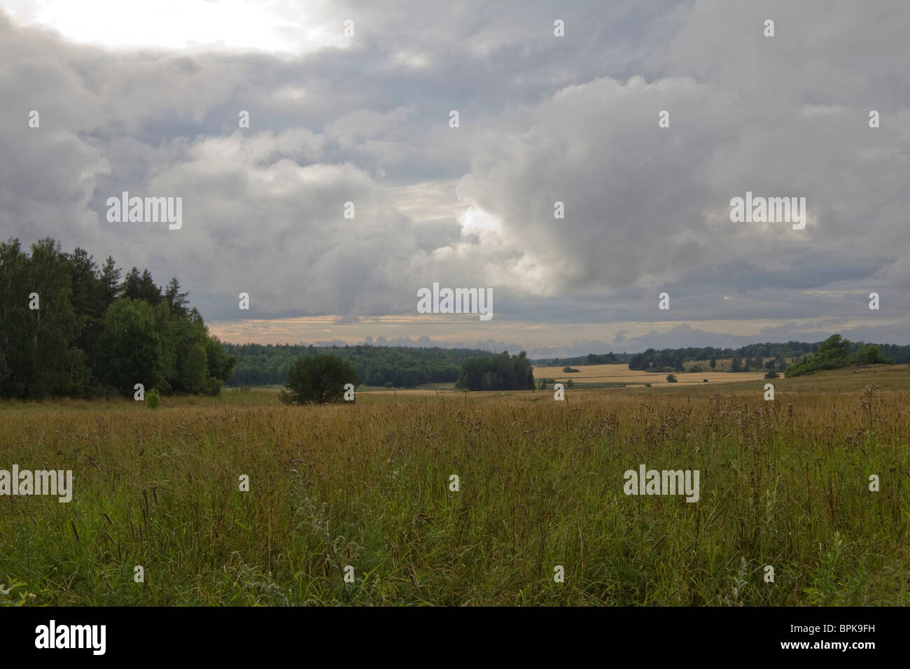 Open field of wheat Sweden Stock Photo - Alamy
