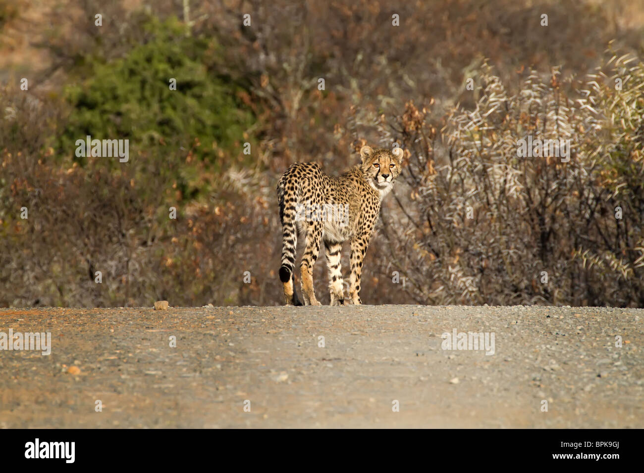 young Cheetah cub walking away, turning back to look at the camera ...