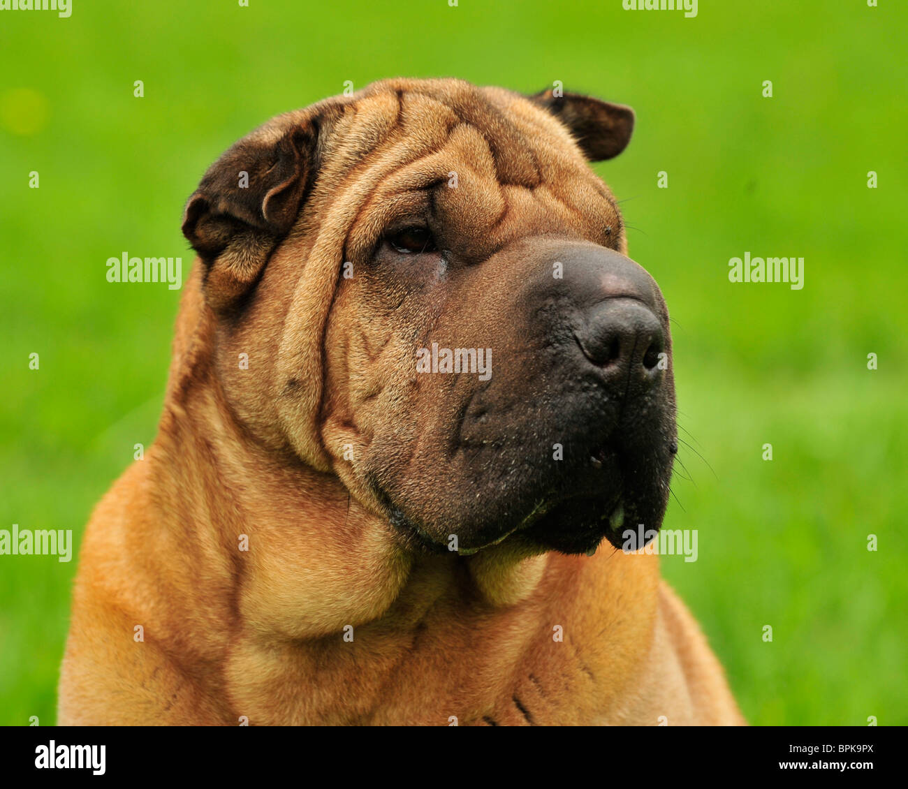 Chinese Fighting Dog High Resolution Stock Photography and Images - Alamy