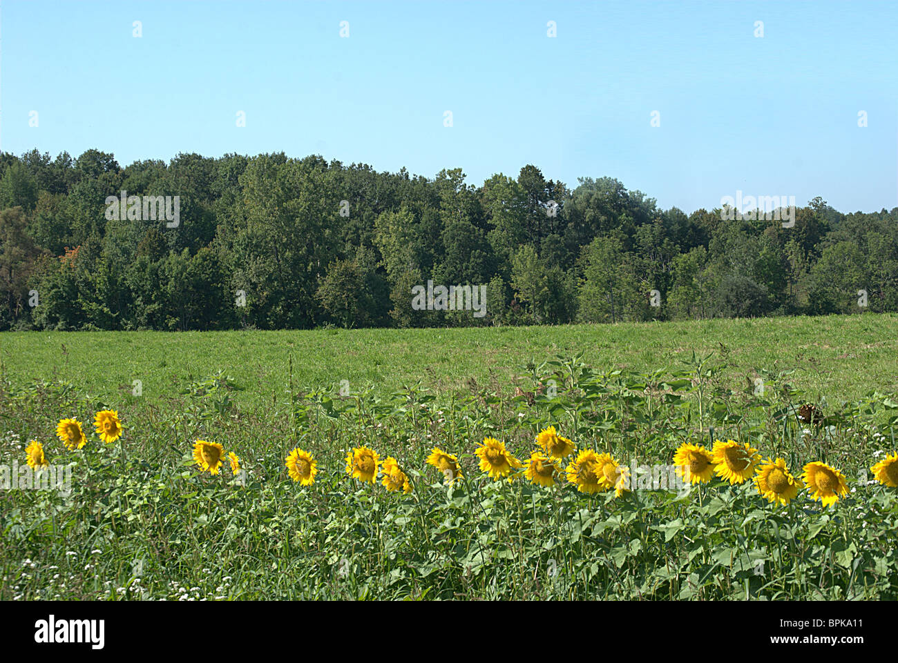 Sunflowers on field's edge Stock Photo - Alamy