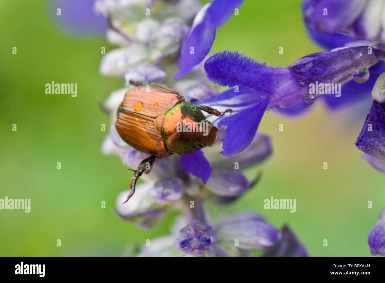 Invasive Japanese Beetle eating blue flower petals Stock Photo - Alamy
