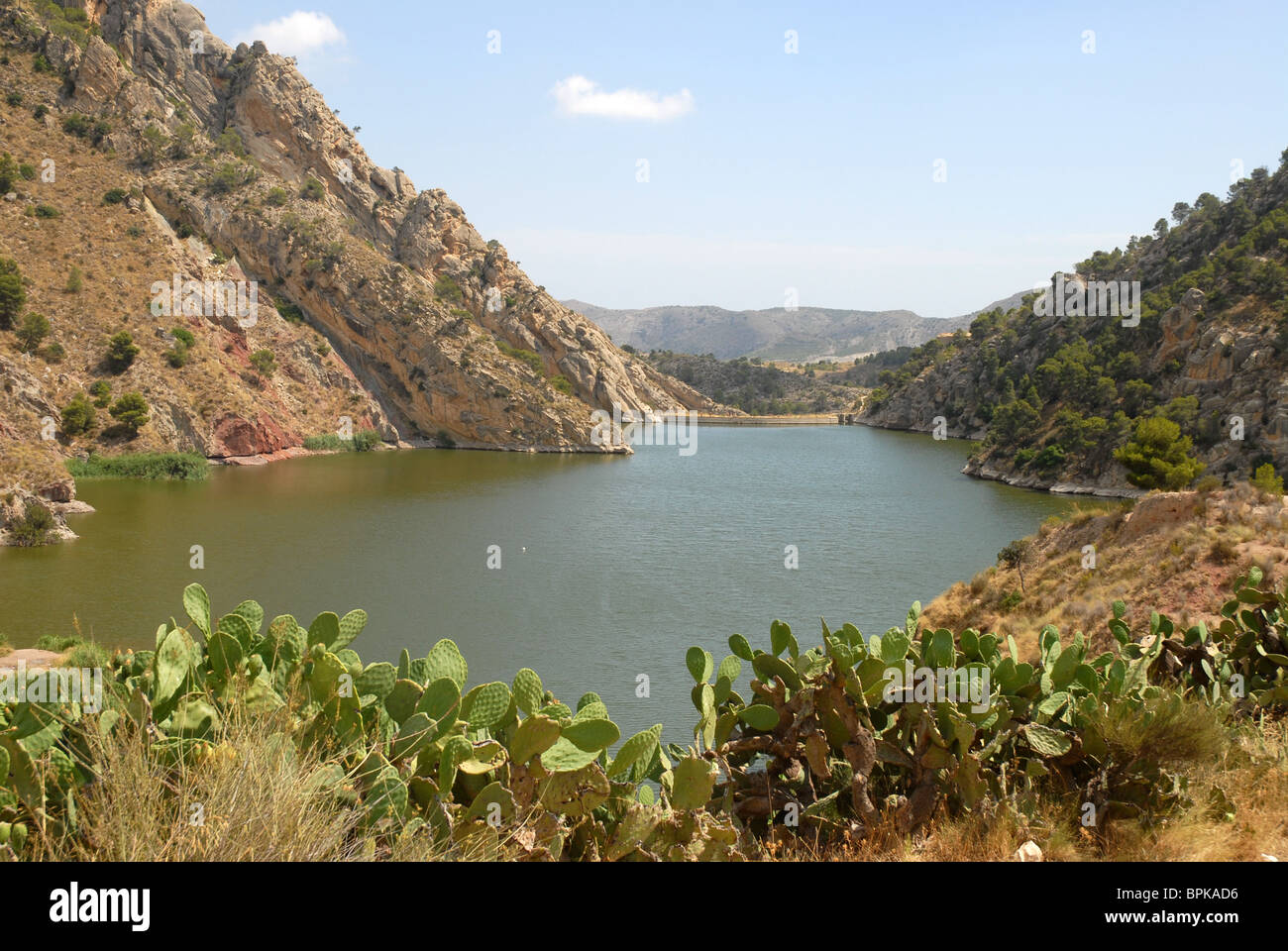 prickly pear cactus and view of Pantano de Tibi (reservoir and dam ...