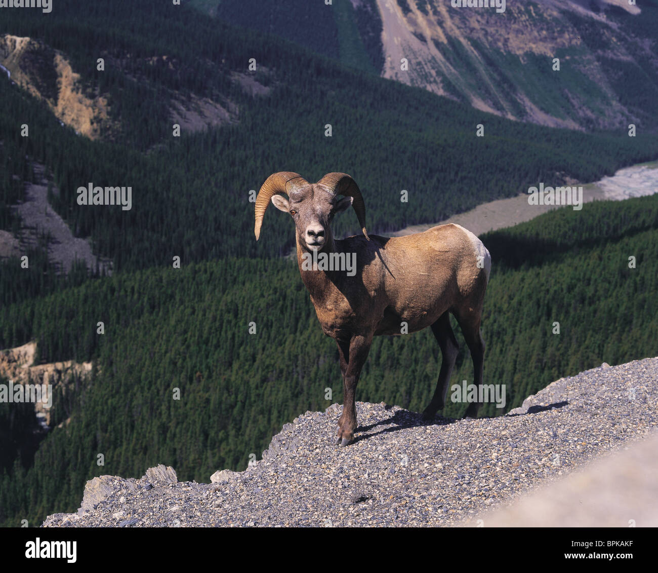 Big Horned Sheep, Rockies, Canada Stock Photo - Alamy