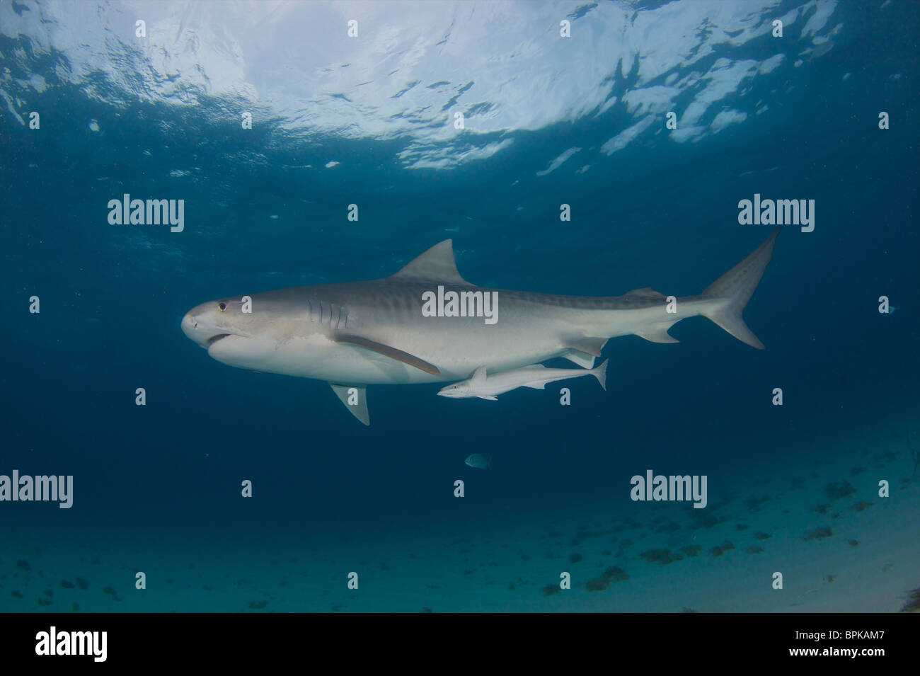 Shark in Bahamas waters Stock Photo - Alamy
