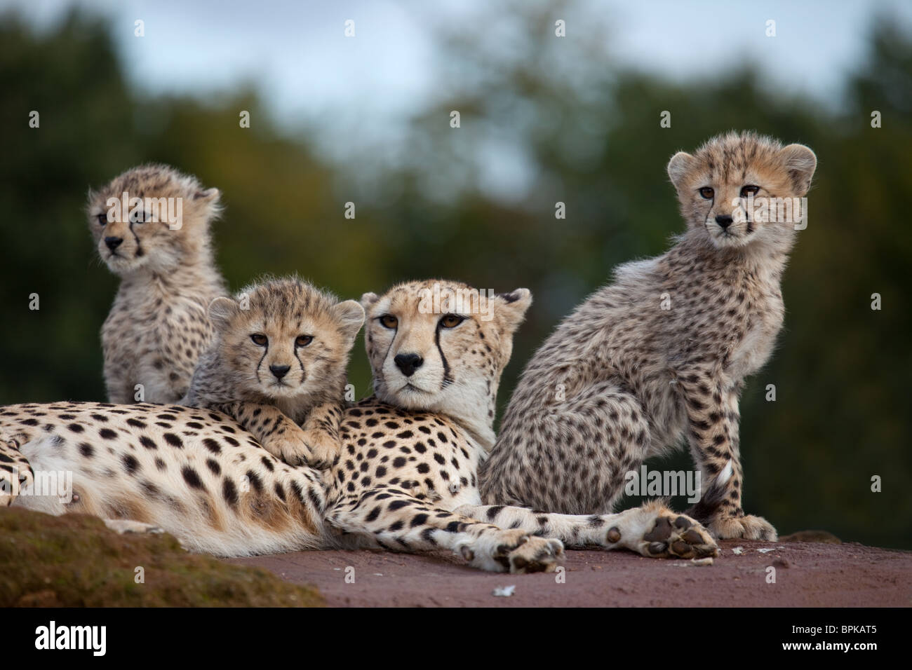 A mother Cheetah with three cubs sitting on a rock Stock Photo - Alamy