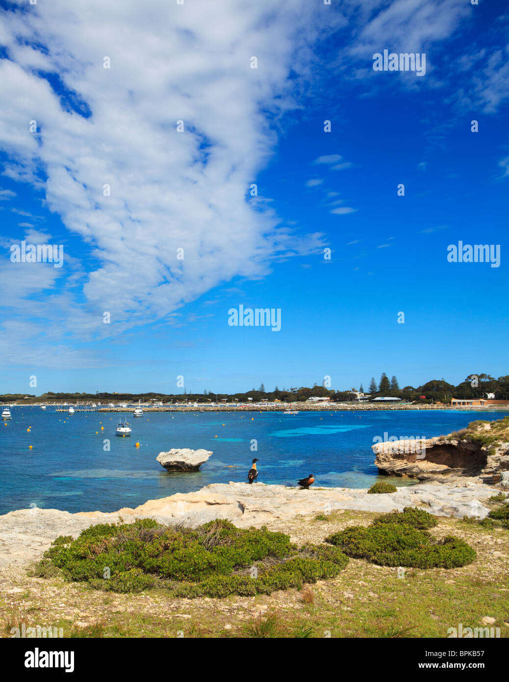 Australian shelducks hi-res stock photography and images - Alamy