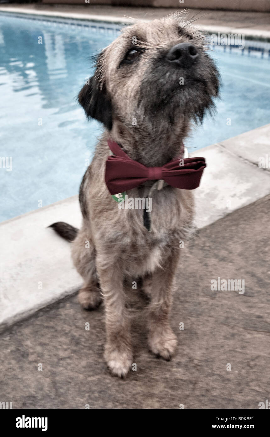 Pete the dog hi-res stock photography and images - Alamy