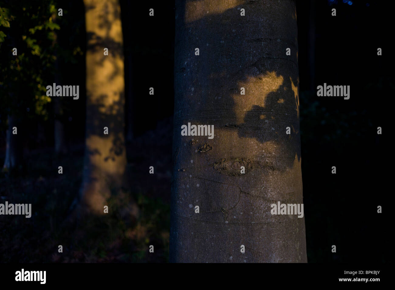 Shadows of branches on a beech tree trunk in late afternoon woodland ...