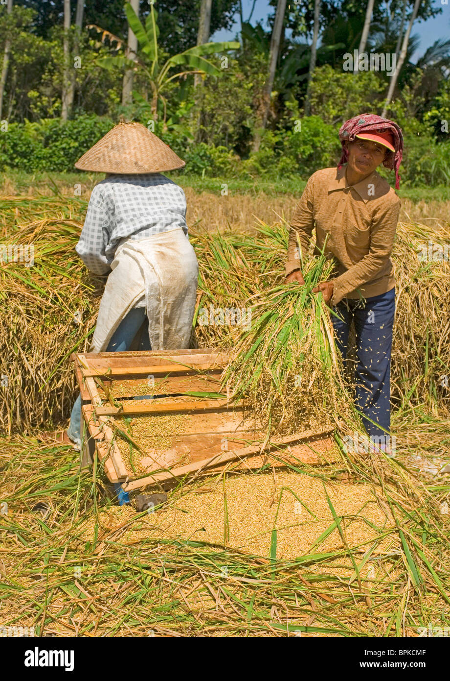 Rice Harvest, Near Ubud, Bali, Indonesia Stock Photo - Alamy