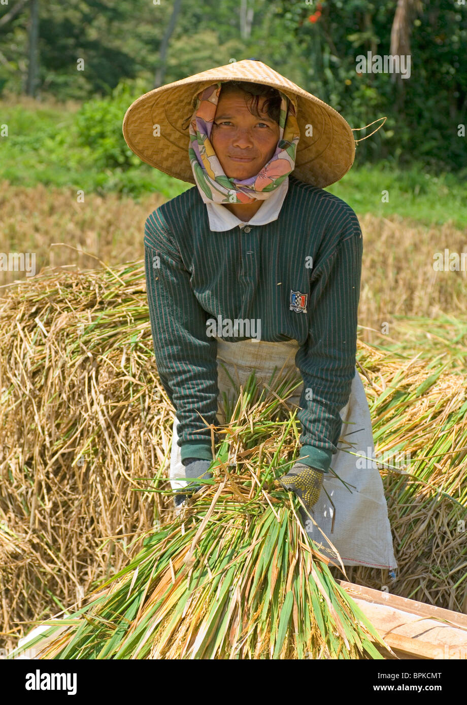Rice Harvest, Near Ubud, Bali, Indonesia Stock Photo - Alamy