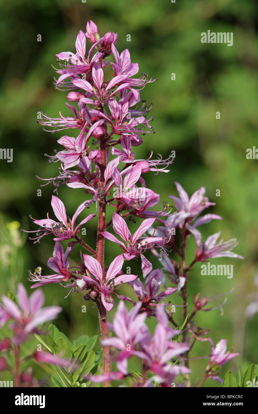 Herb dittany hi-res stock photography and images - Alamy