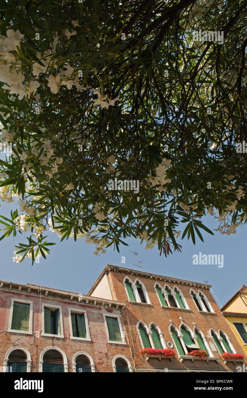 Laurel italia hi-res stock photography and images - Alamy