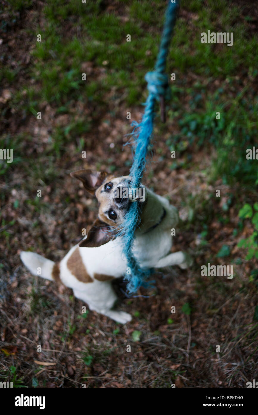 Pet Terrier dog plays harmlessly at biting frayed rope in a home garden ...