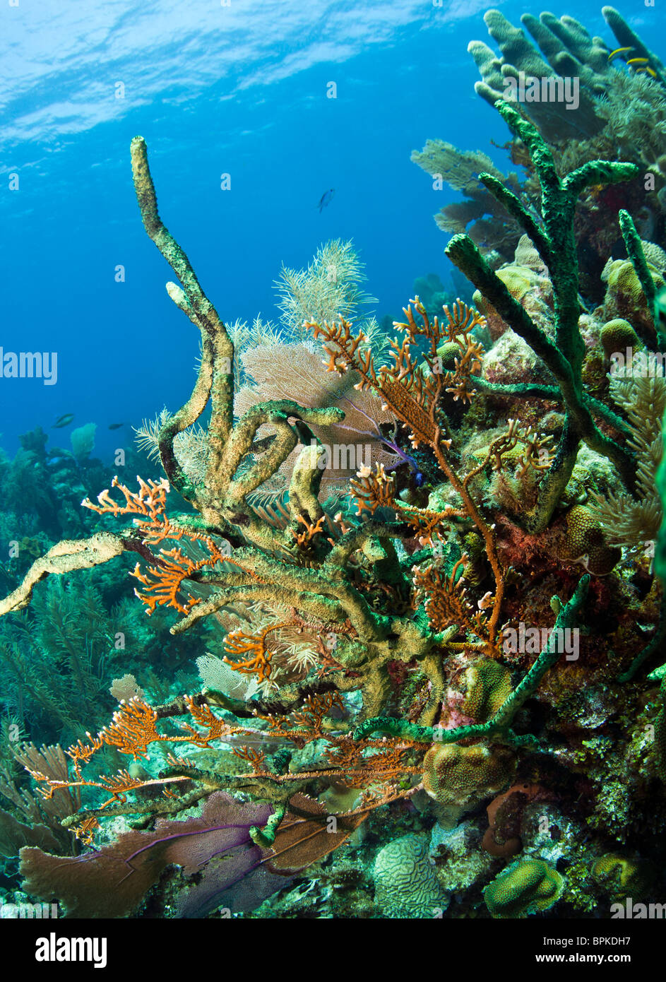 Caribbean coral reef off the coast of Roatan Honduras Stock Photo - Alamy