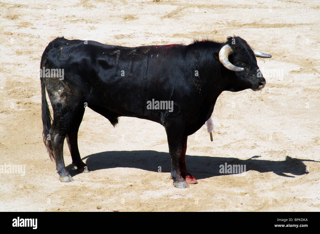 Bullfight where the bull is not killed hi-res stock photography and ...