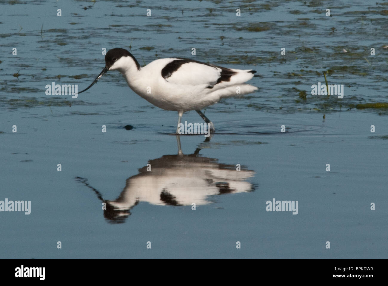 Avocet bird wildlife hi-res stock photography and images - Alamy