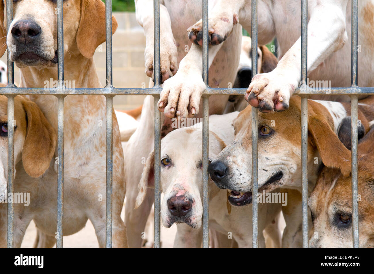 Fox Hunting hounds in kennels Stock Photo - Alamy