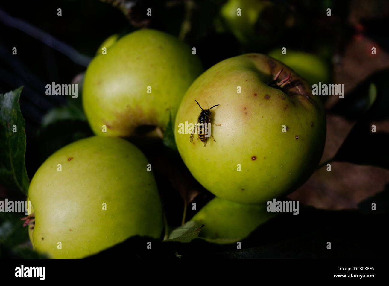 Common British wasp (Vespula vulgaris) on Katie apple species in ...