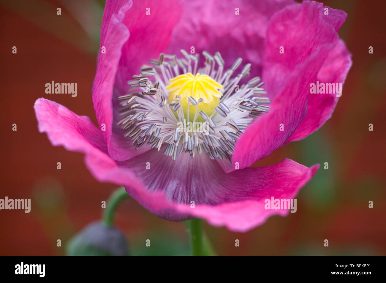 Poppy showing petals, stigma and anthers Stock Photo - Alamy