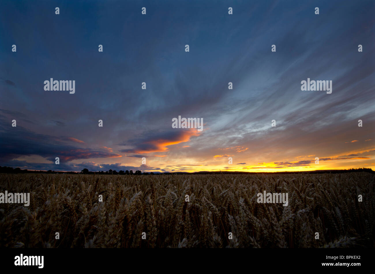 Golden sunset over wheat field hi-res stock photography and images - Alamy