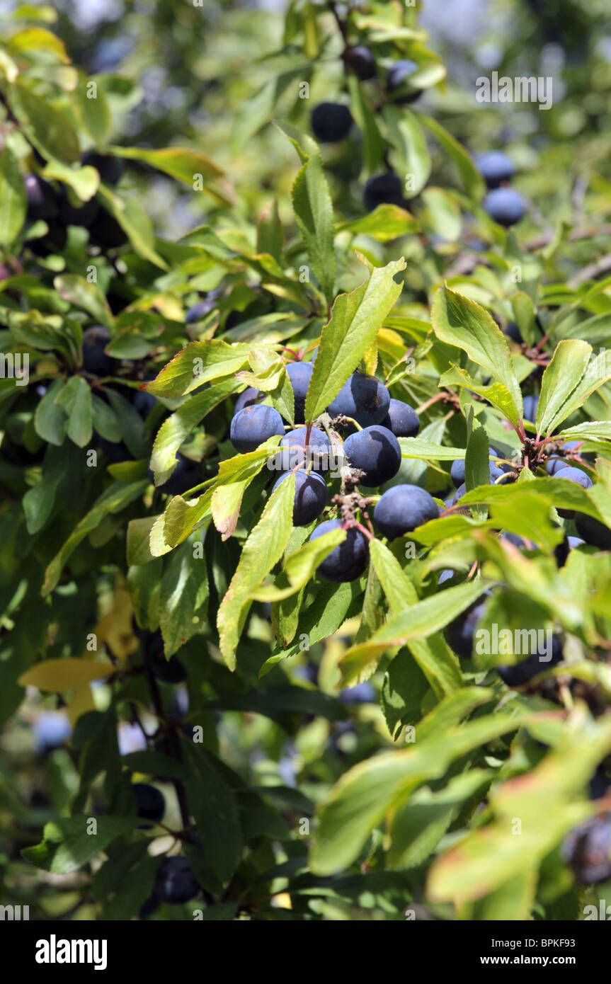 bunch of fresh damson fruit on the tree at kew gardens london summer ...