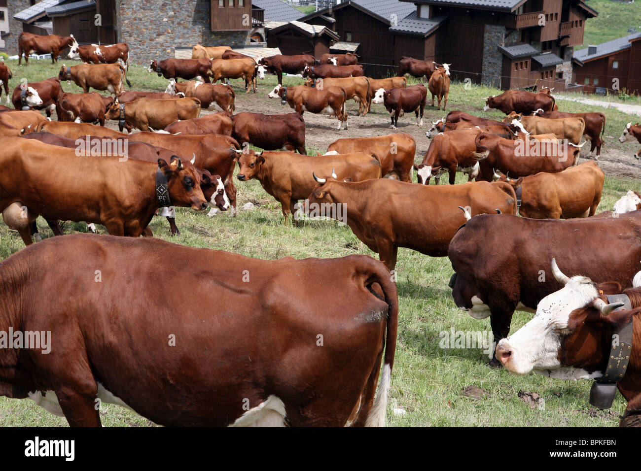 Cattle in the Alps Stock Photo - Alamy