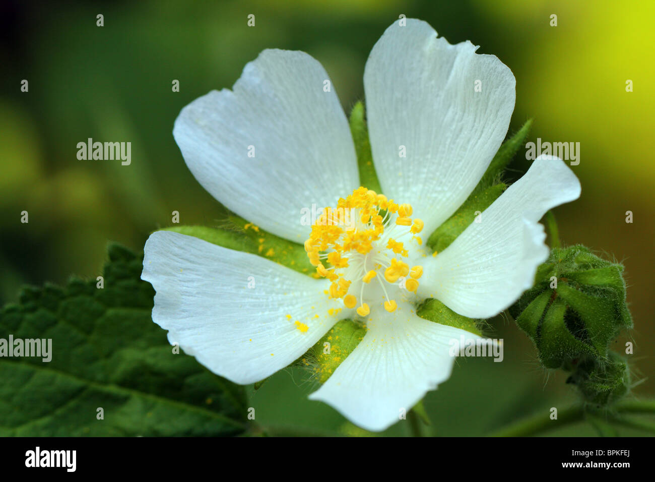 Common mallow white flower close up Malva sylvestris Stock Photo - Alamy