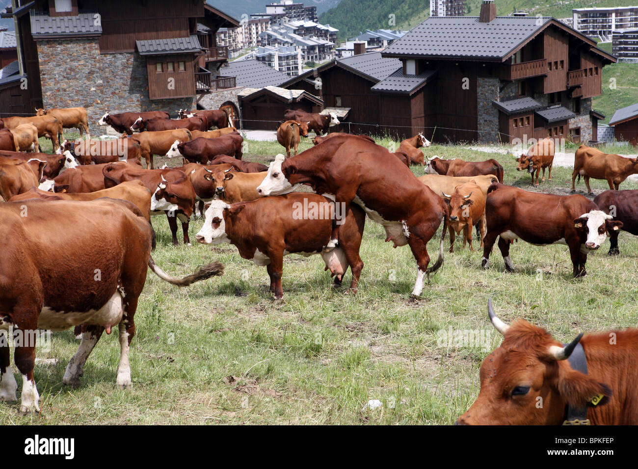 Cattle in the Alps Stock Photo - Alamy
