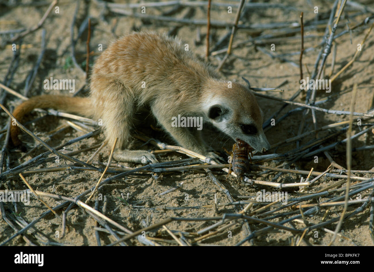 Meerkat Hunting High Resolution Stock Photography and Images - Alamy