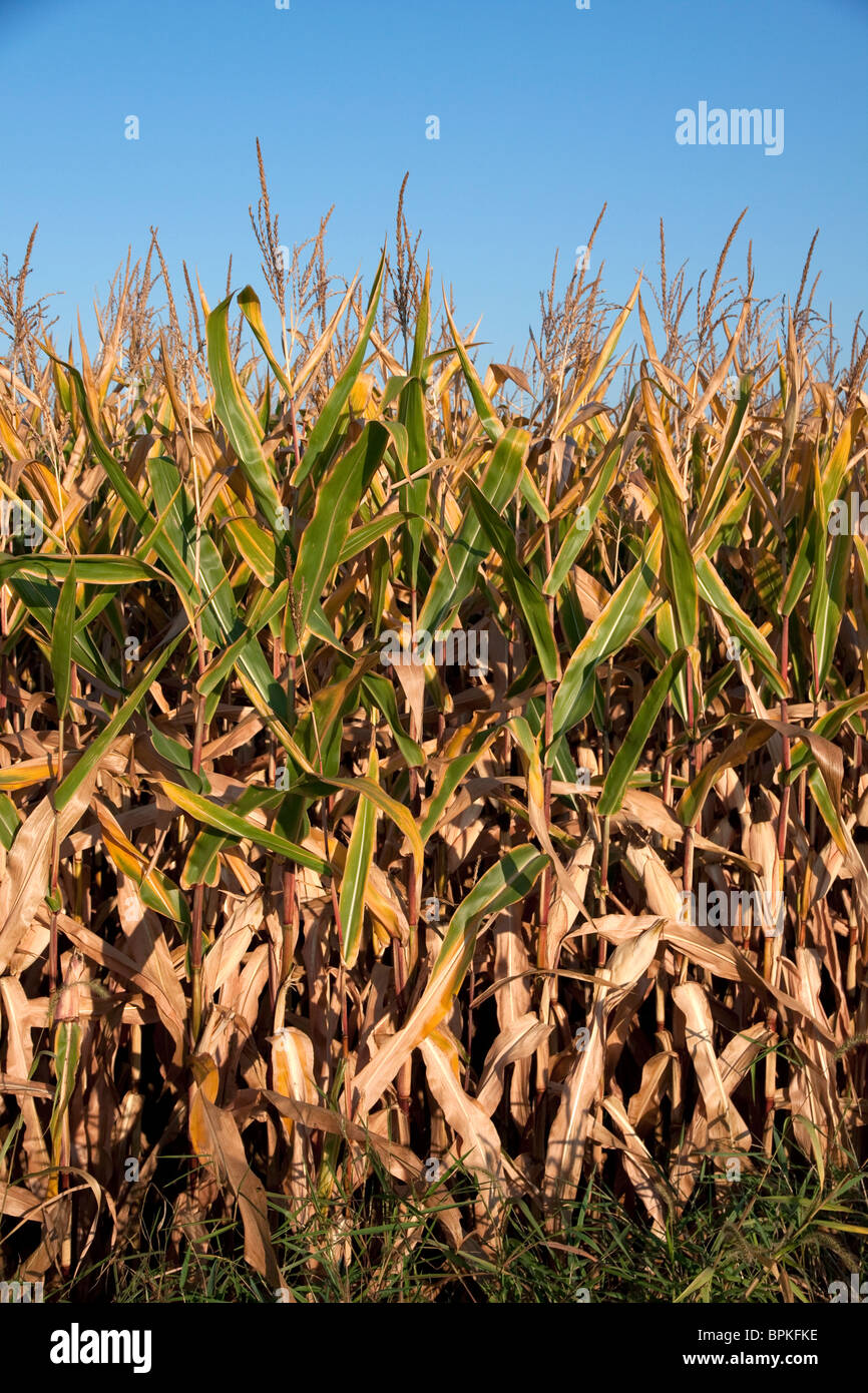 Field Corn Late Summer Michigan USA Stock Photo - Alamy