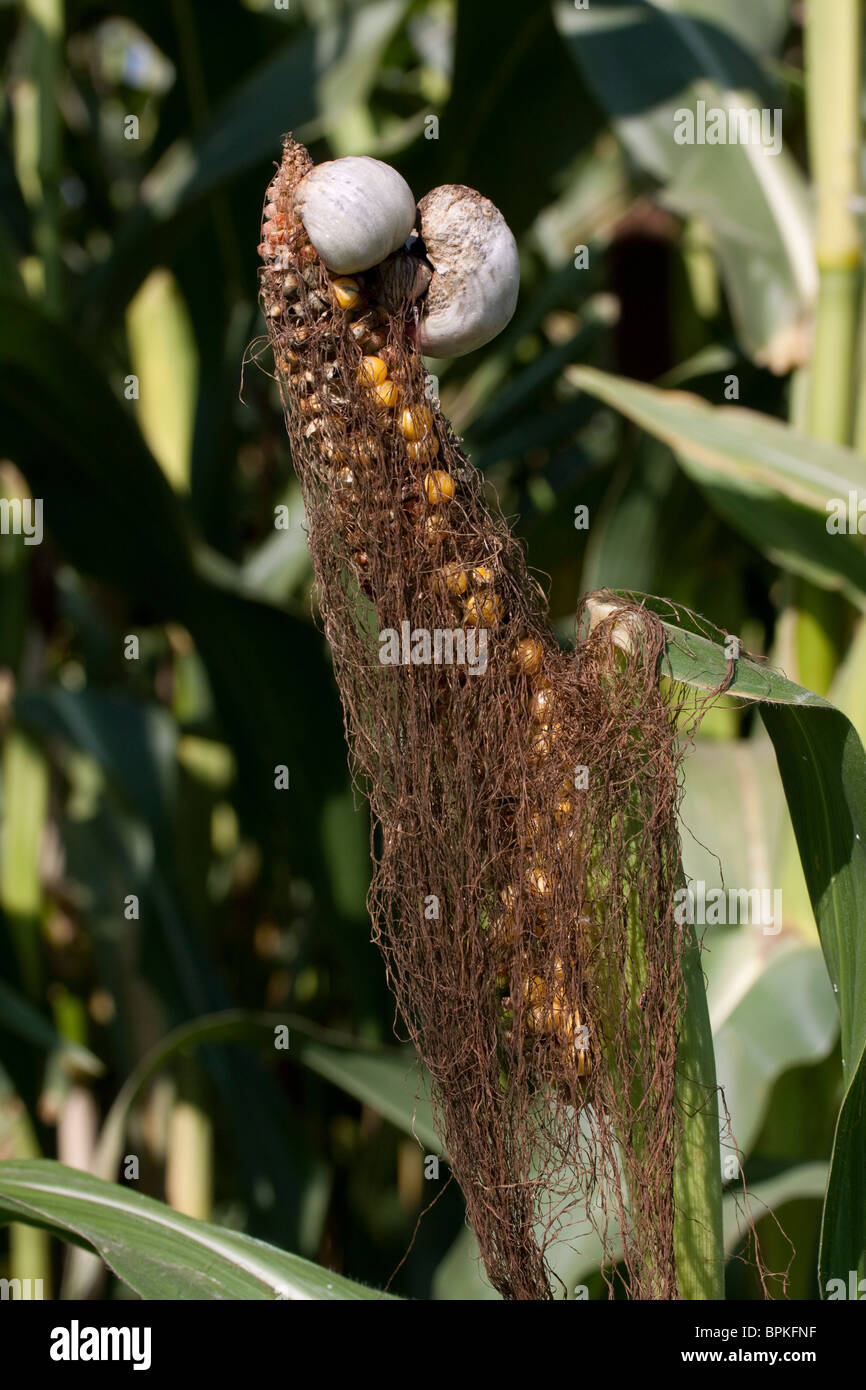Infected corn hi-res stock photography and images - Alamy