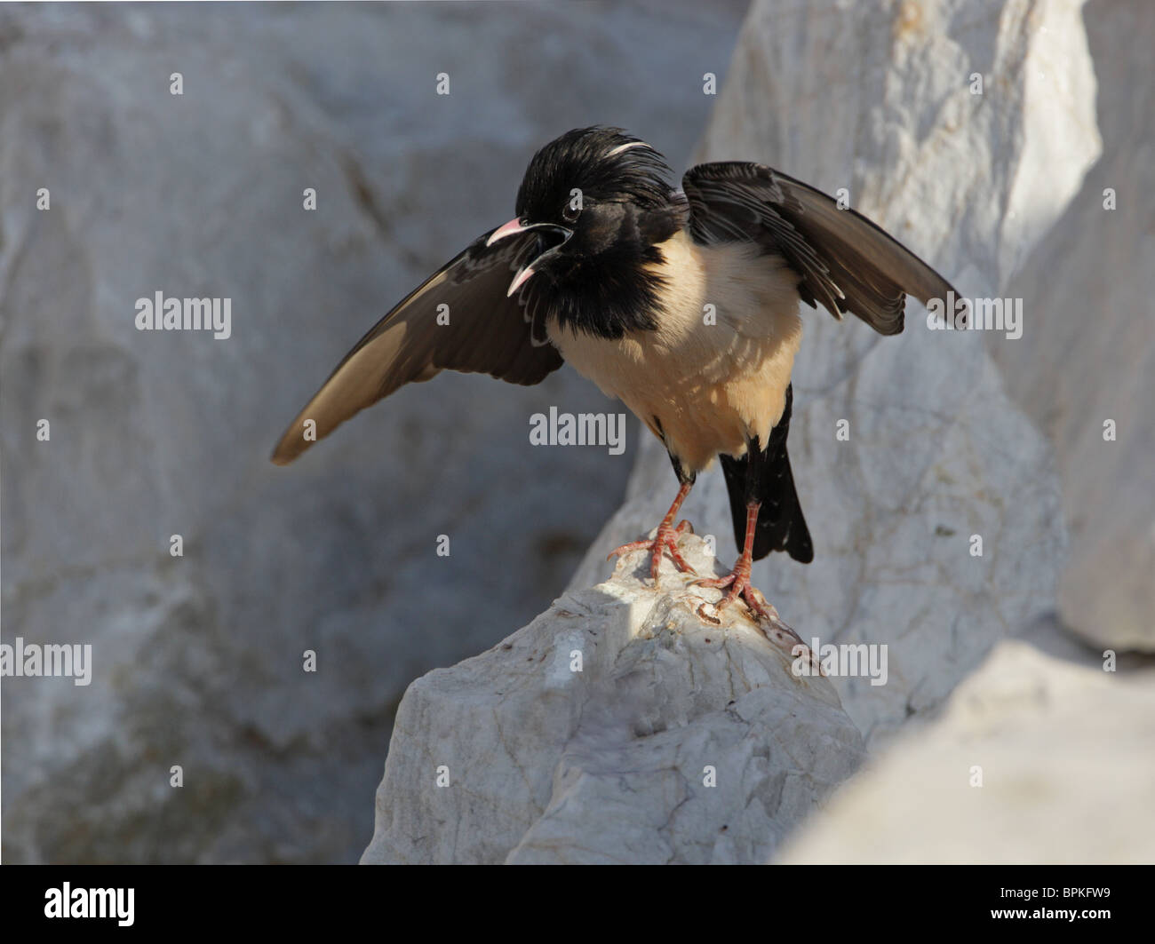 Rosy starling hi-res stock photography and images - Alamy