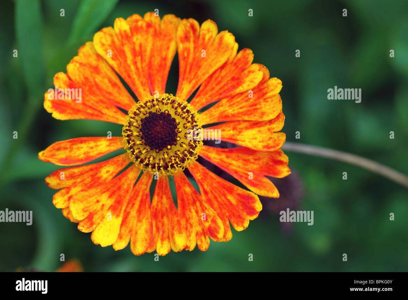 Orange Helen's flower sneezflower close up Helenium Stock Photo - Alamy