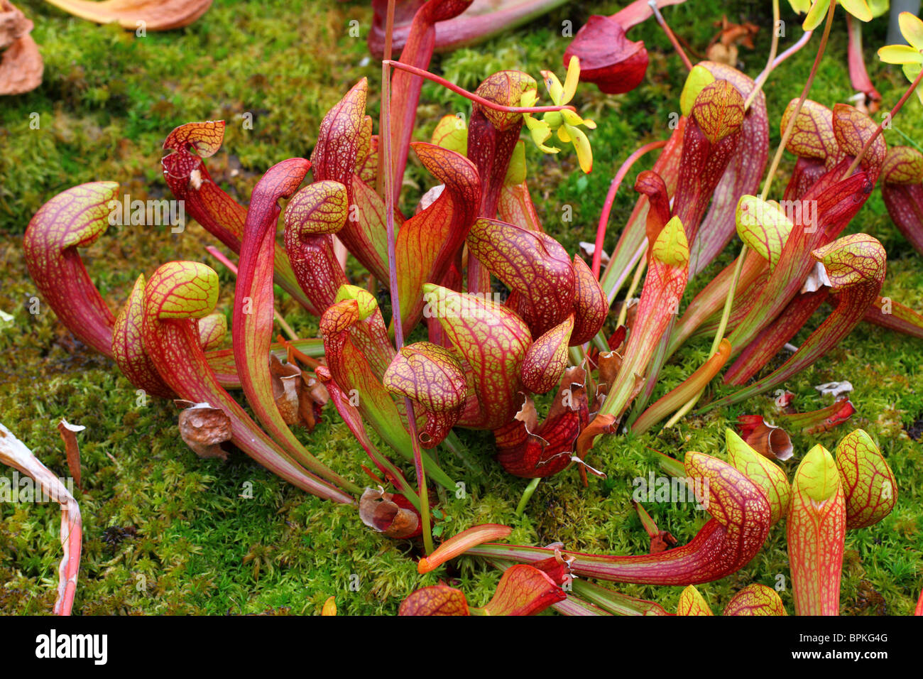Hooded Pitcher Plant