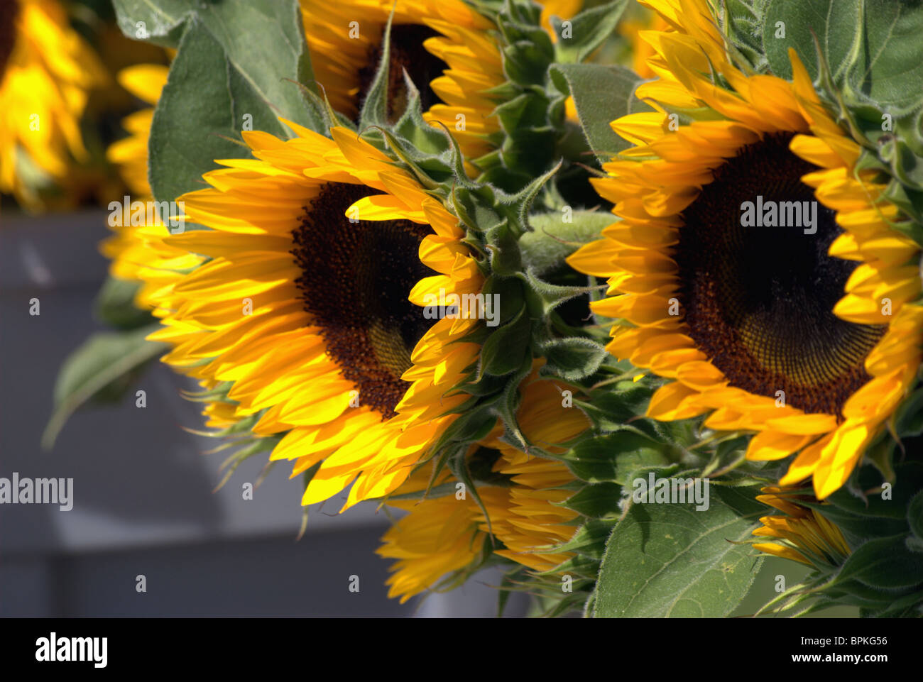 Sunflowers on warm sunny August day Stock Photo - Alamy