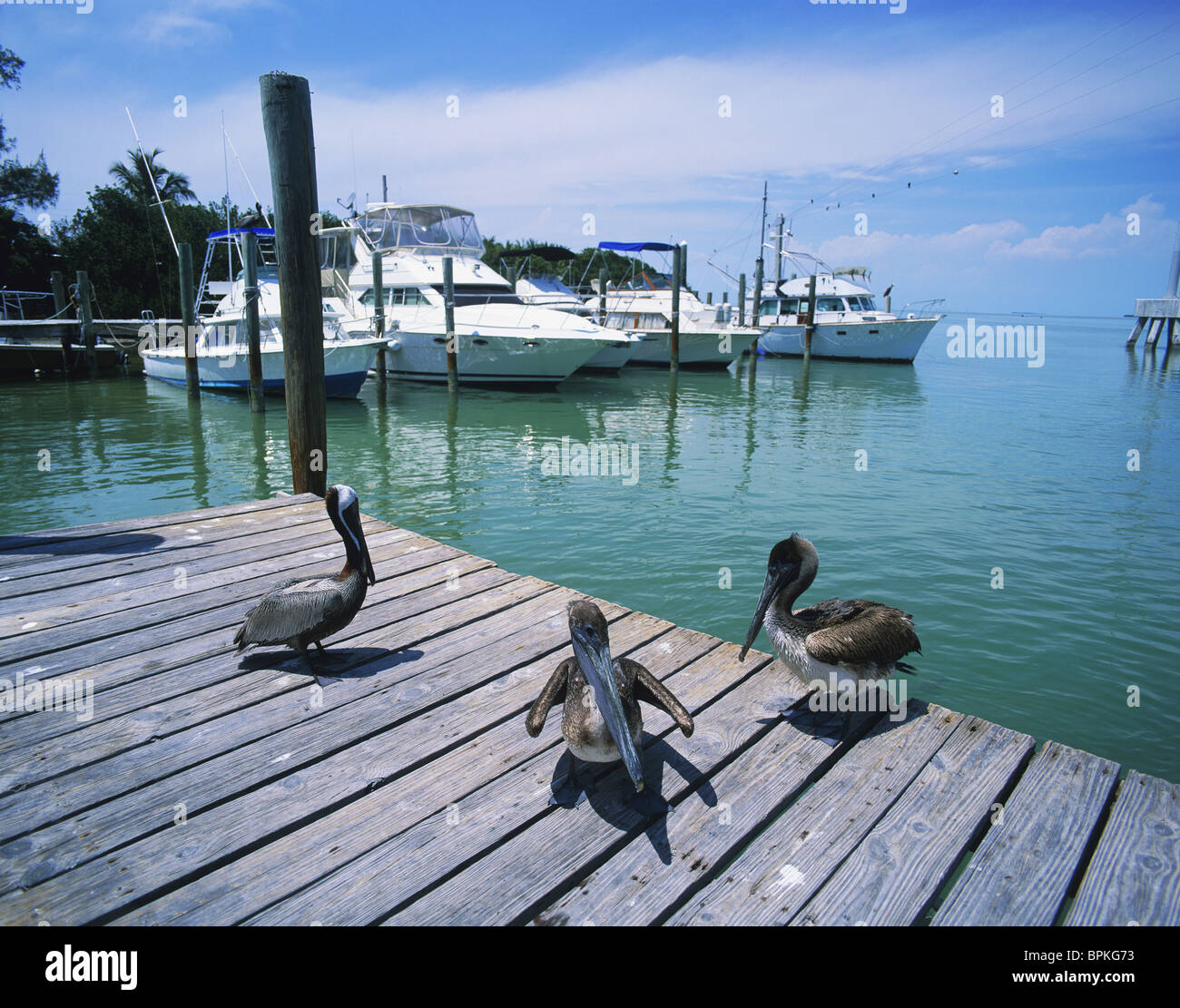 Islamorada Key, Florida Keys, Florida, USA Stock Photo - Alamy