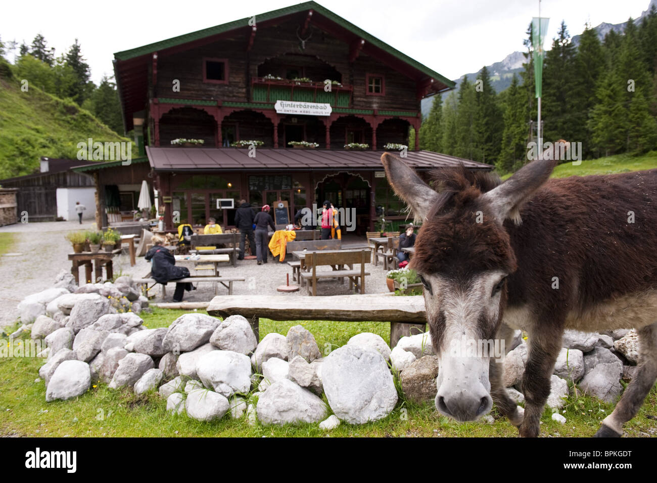 Donkey, Anton-Karg-Hut in background, Kaisertal, Ebbs, Tyrol, Austria ...