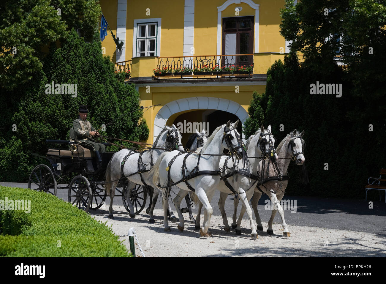 Animal Horse Carriage Drive Babolna Stud Hungary Stock Photo - Alamy