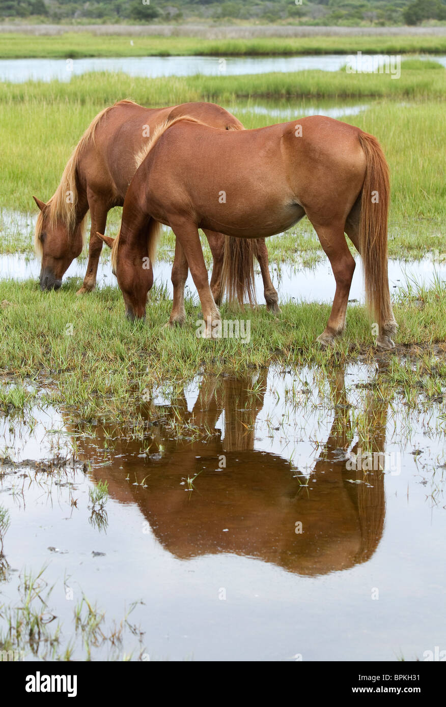 Animal meal time hi-res stock photography and images - Alamy