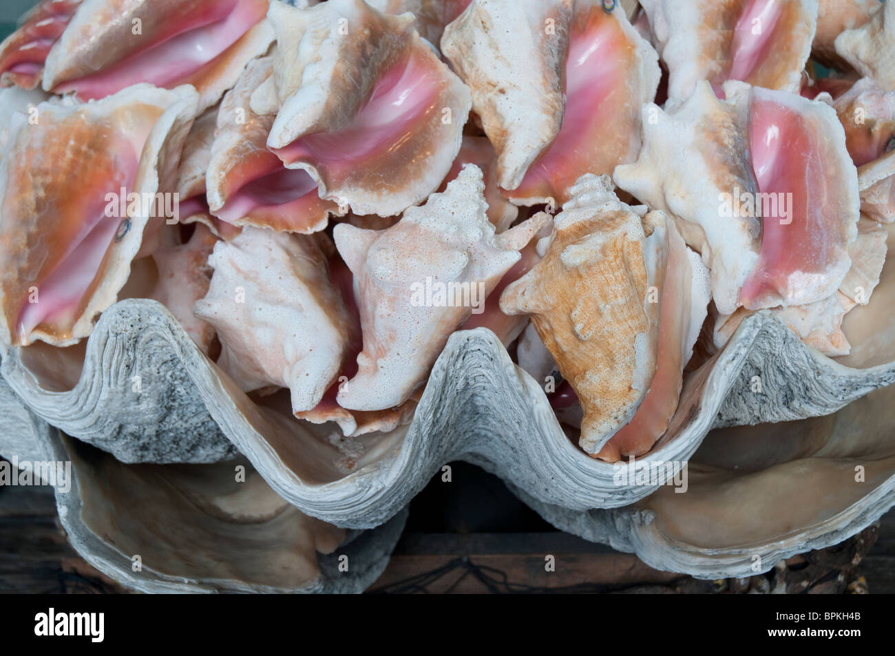 Conch Shells on sale in Key West in the Florida Keys in the State of ...
