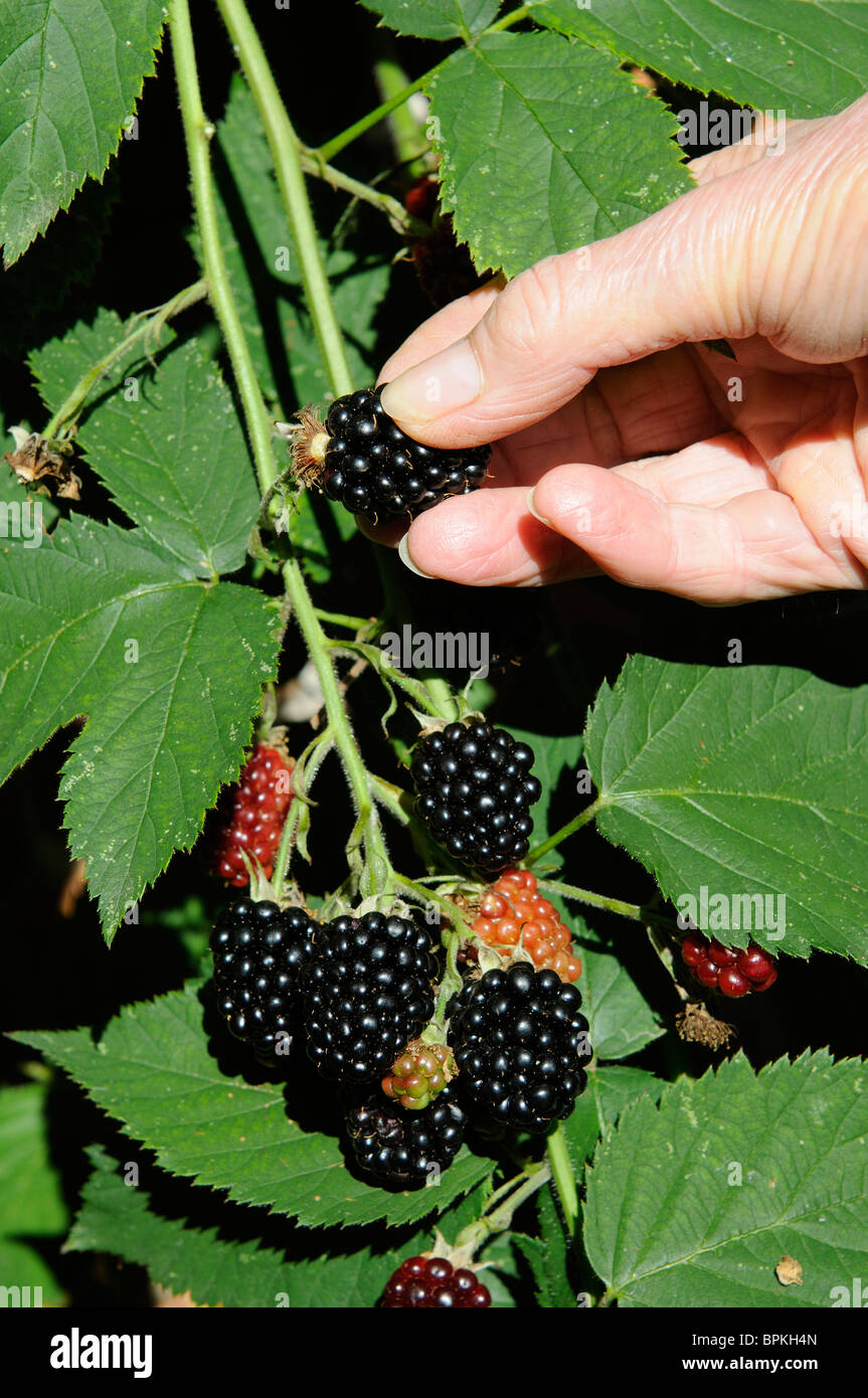Blackberrying hi-res stock photography and images - Alamy