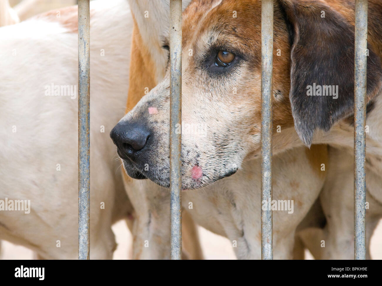Fox Hunting hounds in kennels Stock Photo - Alamy