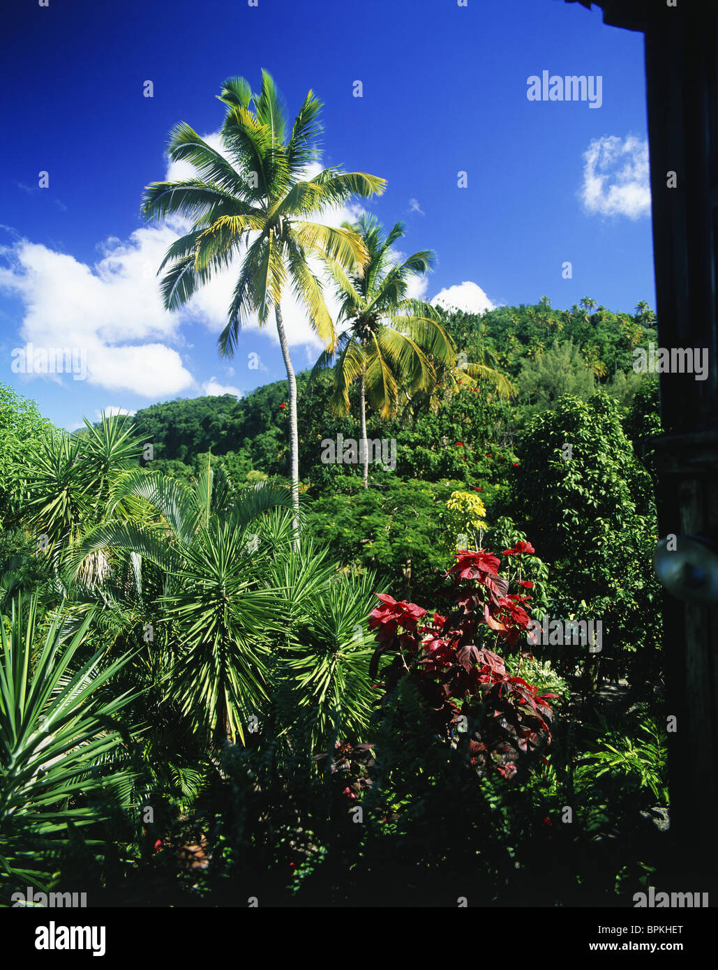 Rainforest, St Lucia, Caribbean Stock Photo - Alamy