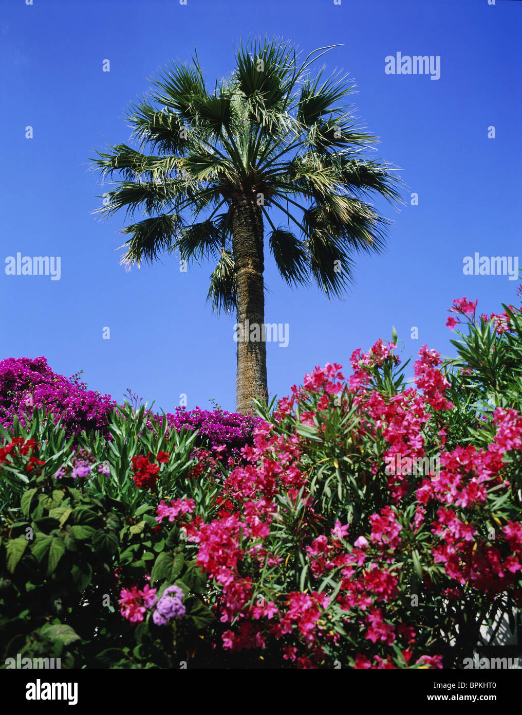 St Jean Cap Ferrat, Riviera, France Stock Photo - Alamy