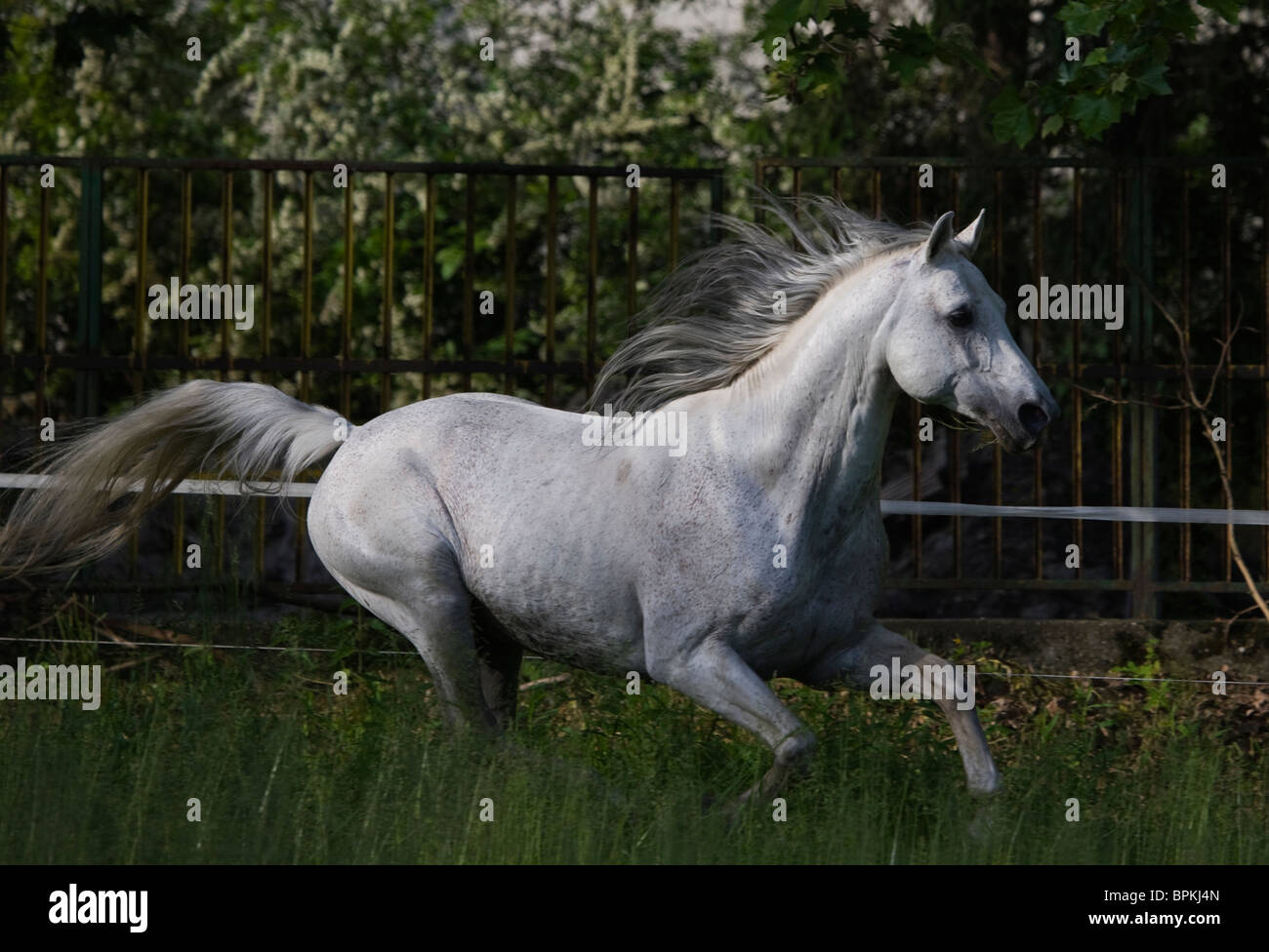 Animal Horse Gallop Babolna Hungary Stud Freedom Stock Photo - Alamy