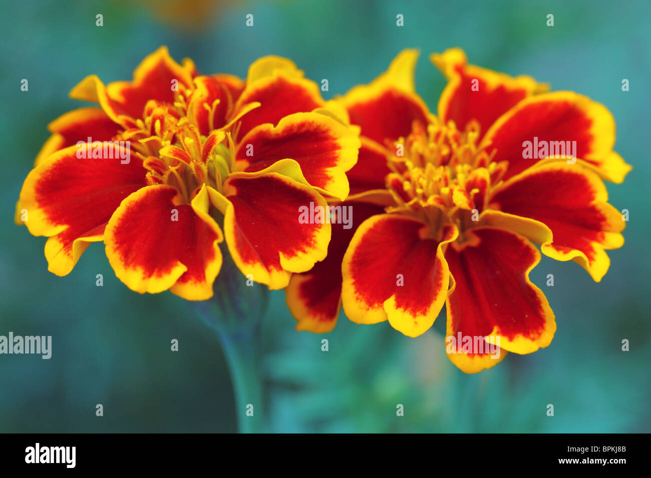Marigolds flowers hi-res stock photography and images - Alamy