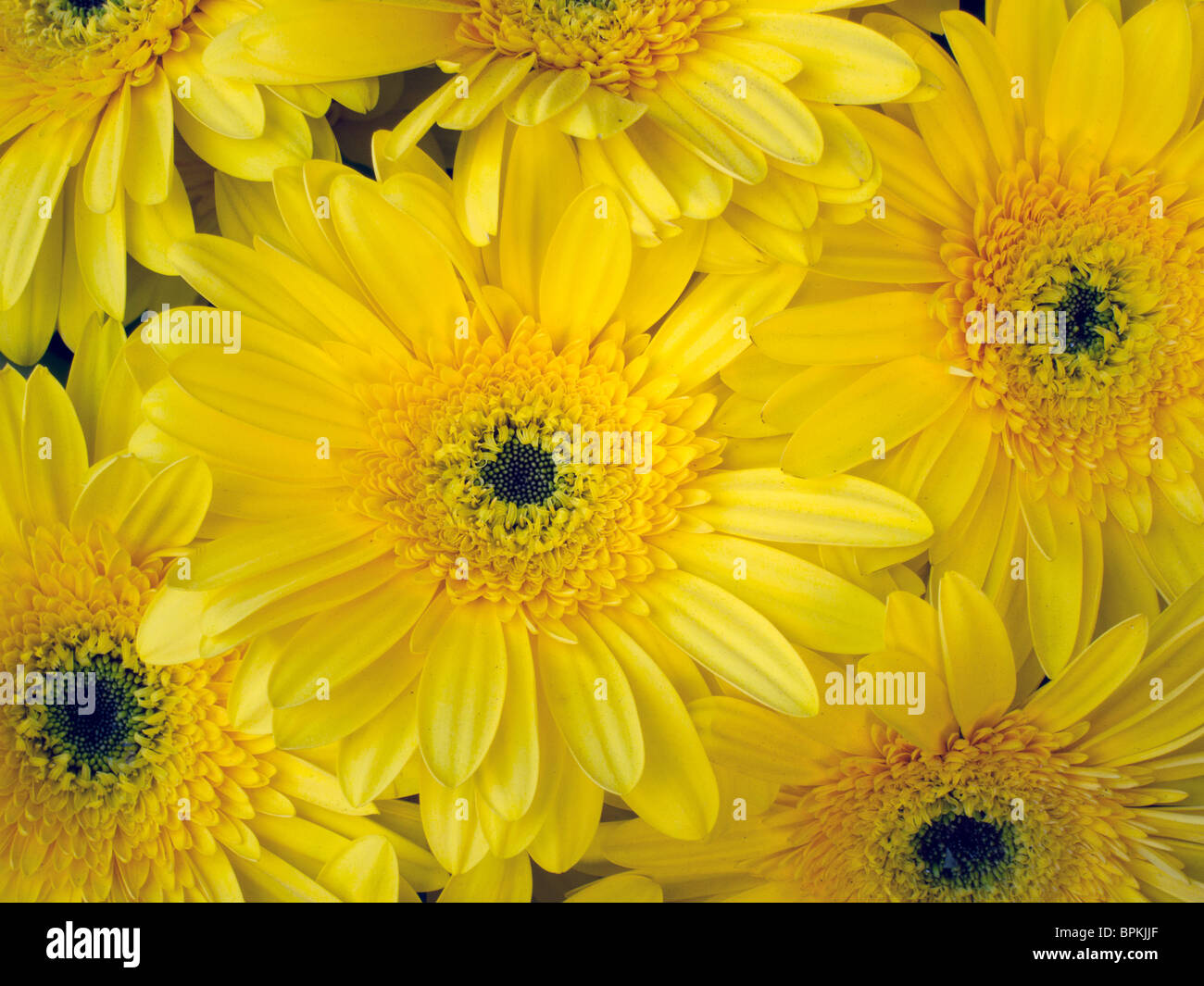Yellow Barberton Daisy in arrangement Stock Photo - Alamy