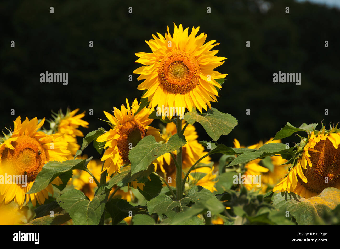 Sunflower standing tall Stock Photo - Alamy